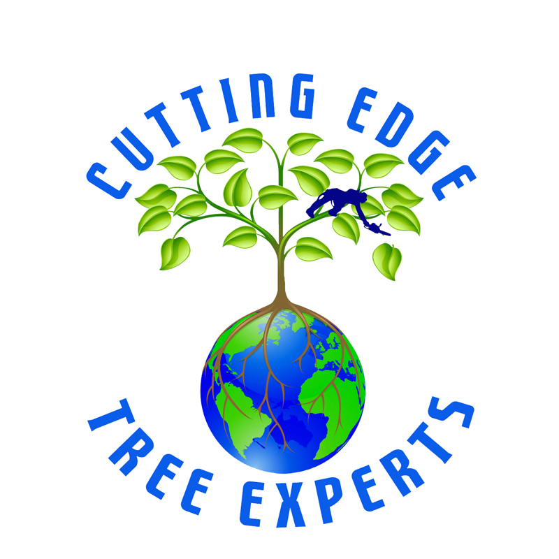 Hurricane Cleanup & Preparation in Palm Bay, FL | Cutting Edge Tree Experts